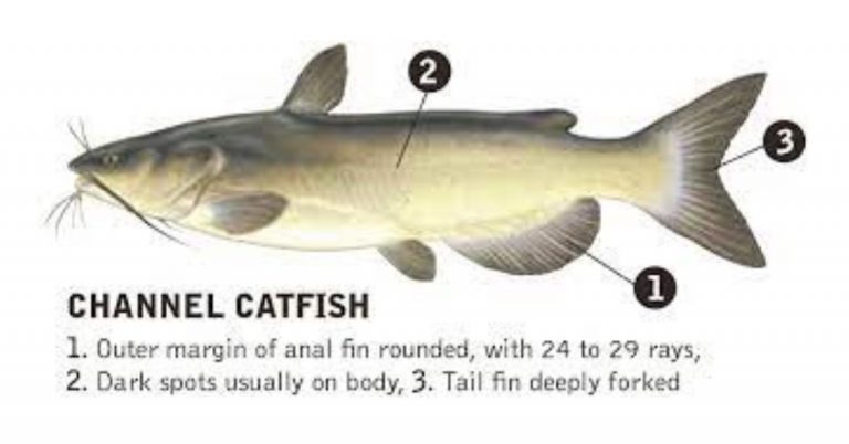 Blue Catfish vs Channel Catfish