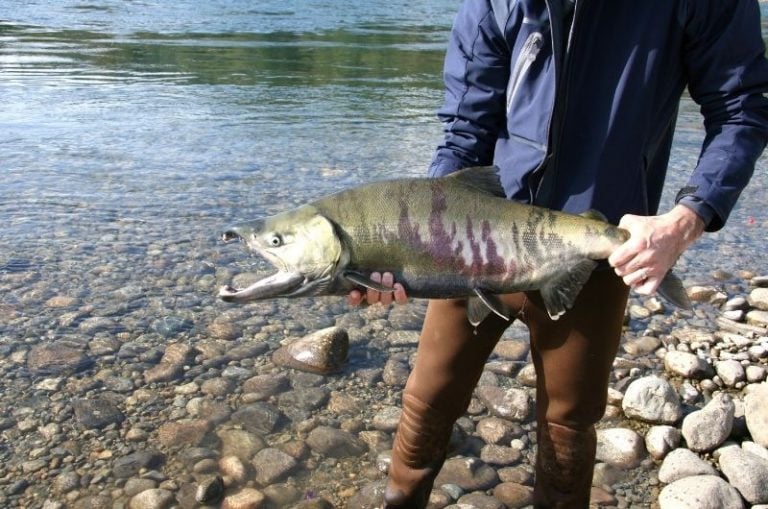 Types of Salmon: Info For Anglers On All Species