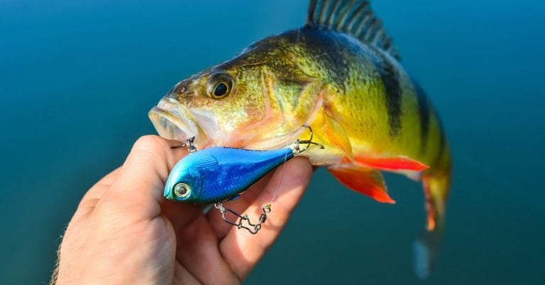 When do Perch Spawn? Seasons, Temperatures and Times