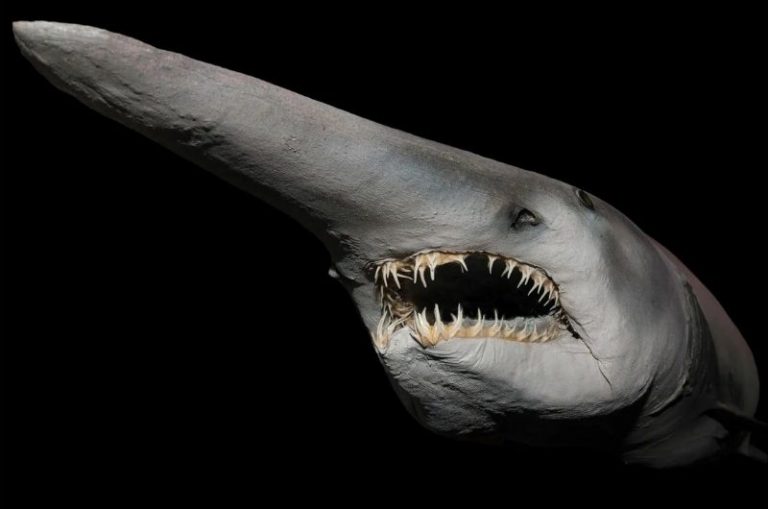 The 14 Most Scary Fish in The Water