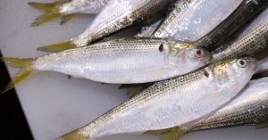 How to Catch Shad For Bait and Keep It Fresh