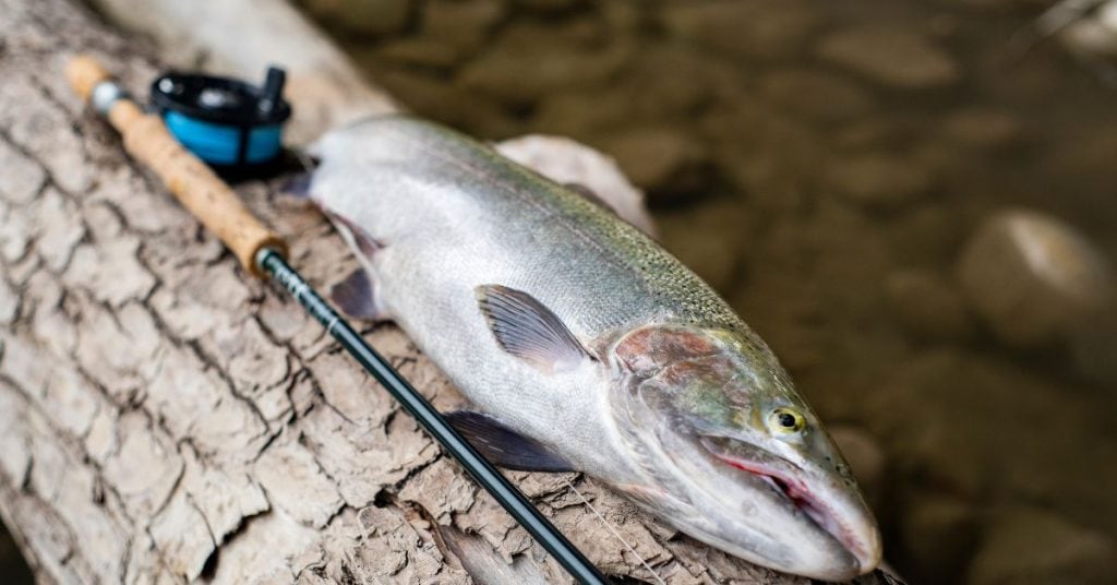 How to Fish for Steelhead: Fly & Lure Techniques Explained