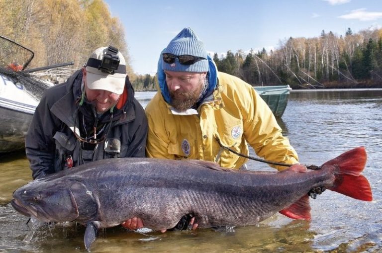 World Record Taimen: A Siberian River Monster