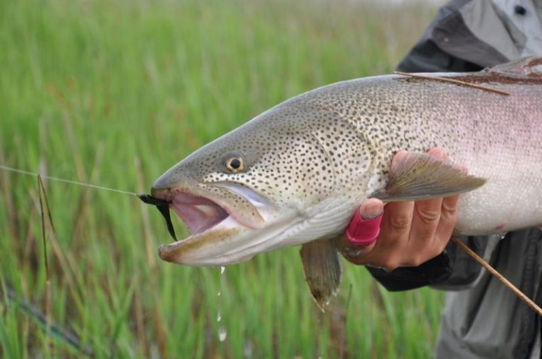 World Record Taimen: A Siberian River Monster