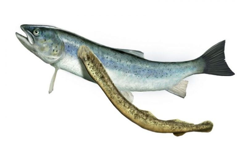 The 14 Most Scary Fish in The Water