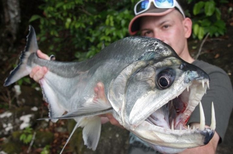 The 14 Most Scary Fish in The Water