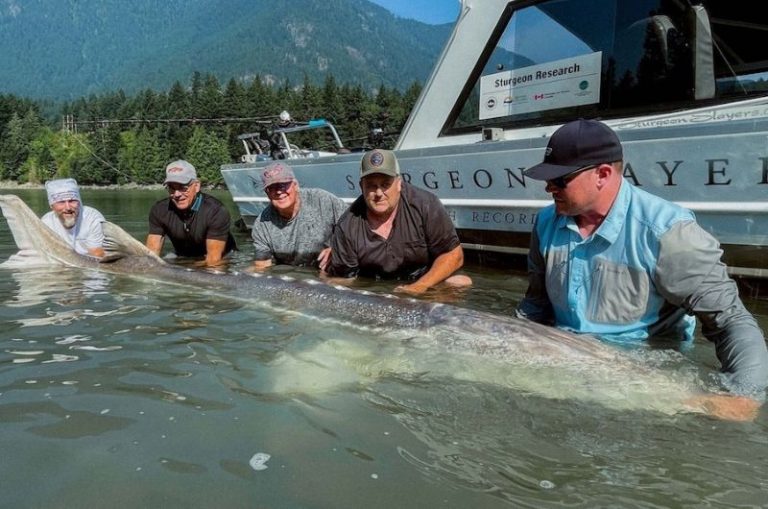 World Record Sturgeon: The Fraser River Giant