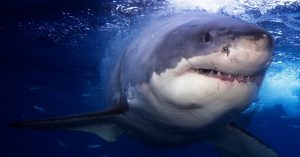 The 14 Most Scary Fish in The Water