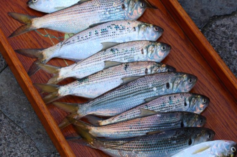 How to Catch Shad For Bait and Keep It Fresh