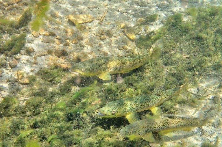 How to Trout Fish in a Stream: 10 Practical Tips With Images