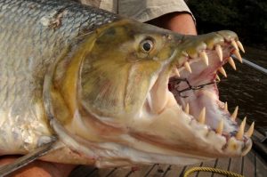 The 14 Most Scary Fish in The Water