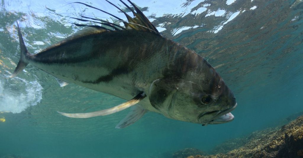 World Record Roosterfish: A Mexican Monster