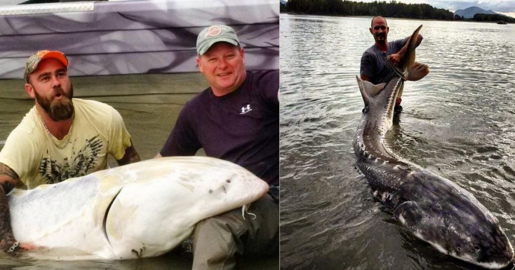 World Record Sturgeon: The Fraser River Giant