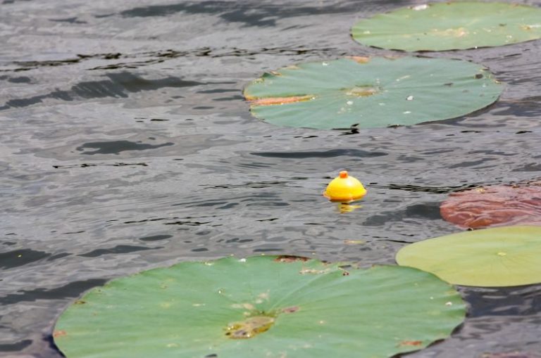 Bobber Fishing for Bass: Tips for Float Fishing Success