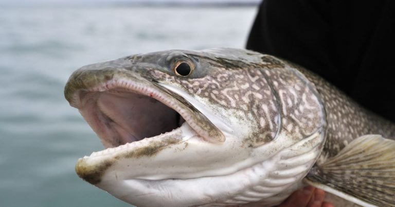 Splake vs Lake Trout: Key Differences Explained