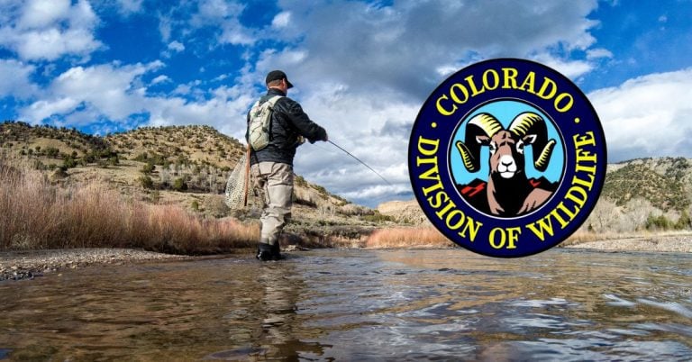 Colorado Fishing License (2026): Cost, Who Needs One & How to Buy
