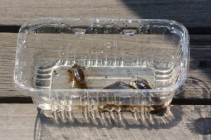 How to Catch Crawfish for Bait or to Eat