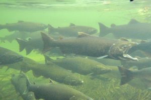 What Does it Mean to Foul Hook a Fish?