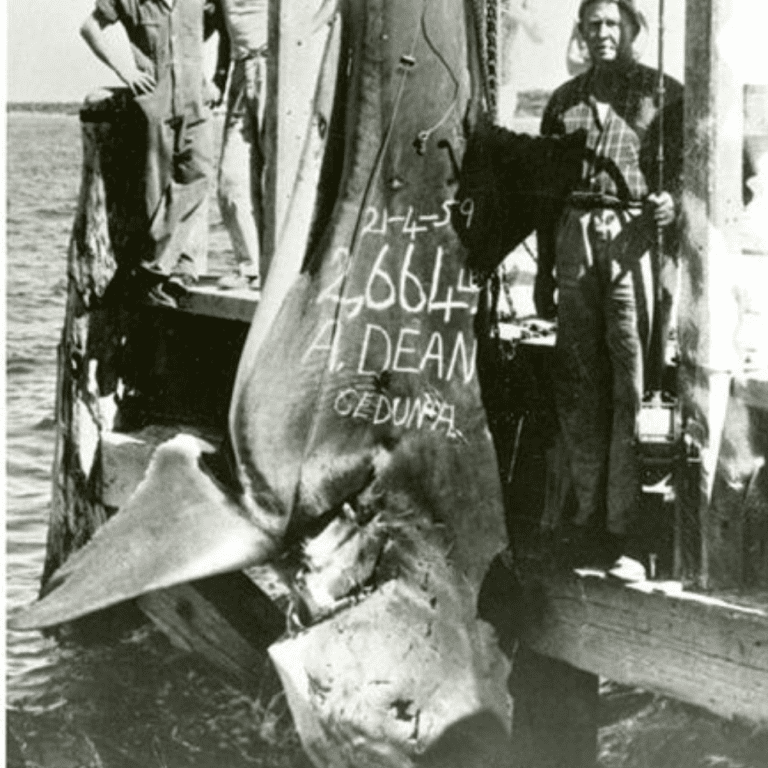 World Record Shark: Biggest Tiger, Great White, Hammerhead, and Mako ...