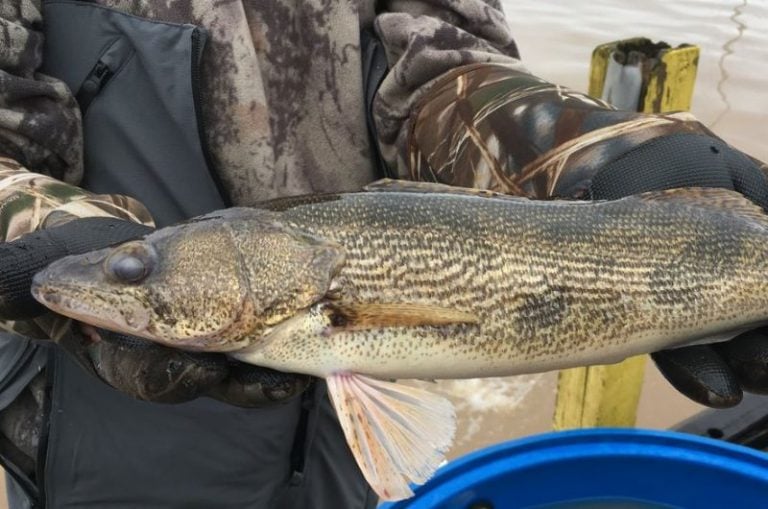 World Record Sauger: An 8lb Giant