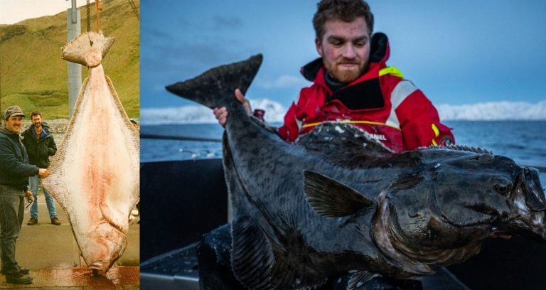 Current IGFA World Record Halibut 2025: Largest Ever (with pic)
