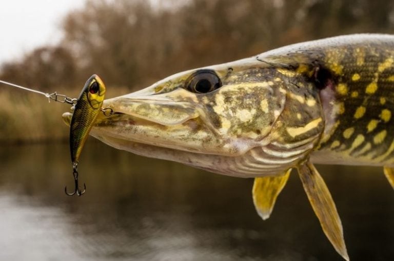 Pike Fishing Gear List: Essential Items for Success
