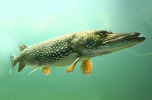When do Northern Pike Spawn? Time, Season and Locations