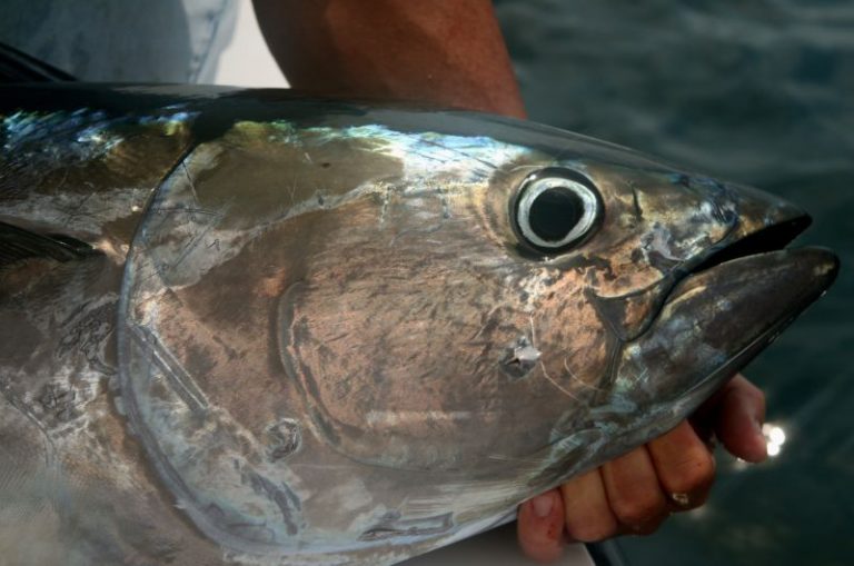 Hardest Fighting Saltwater Fish: Top 15 List
