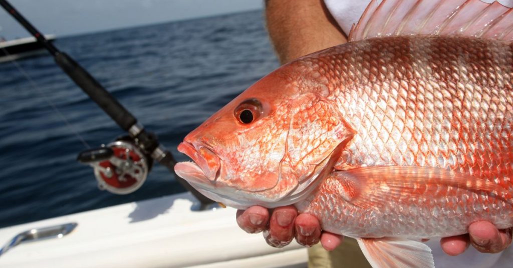 Florida Fishing License (2025): Cost, Types & How to Buy