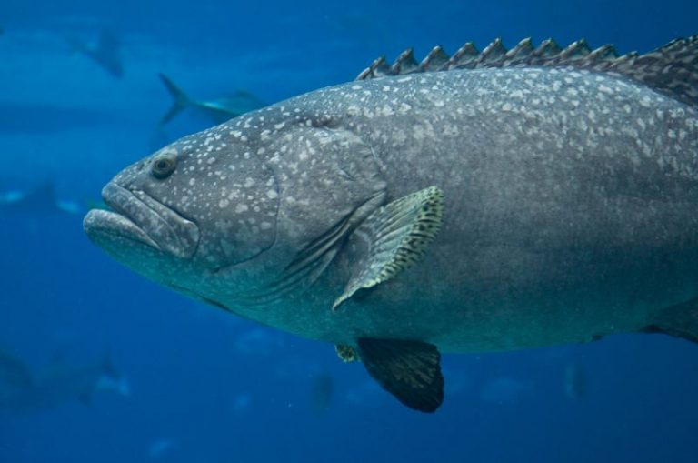 Hardest Fighting Saltwater Fish: Top 15 List