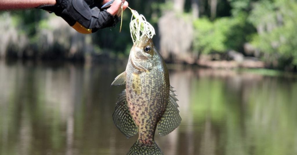 How to Catch Crappie: Essential Tips for Slab Success