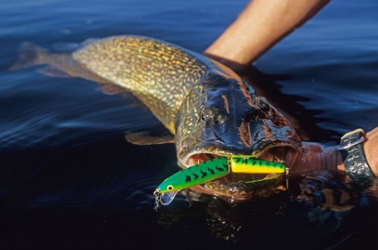 What Pound Fishing Line to Use: Expert Guide