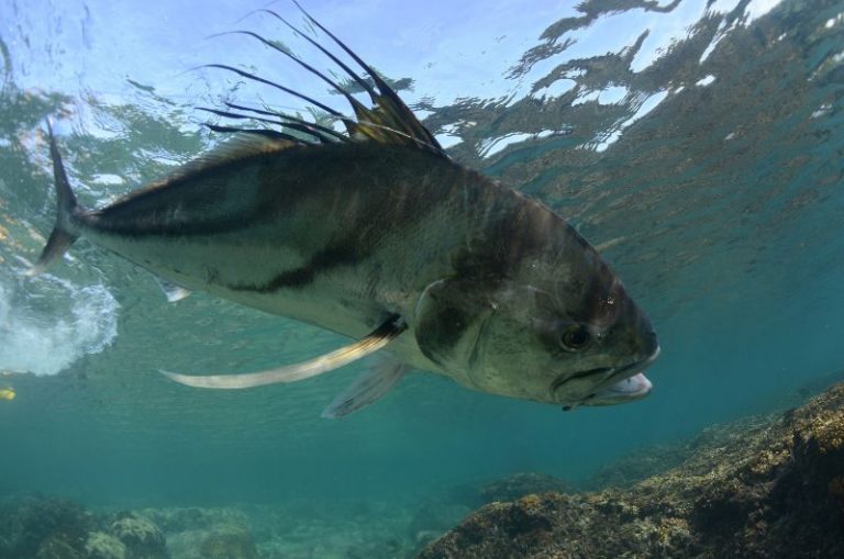 Hardest Fighting Saltwater Fish: Top 15 List