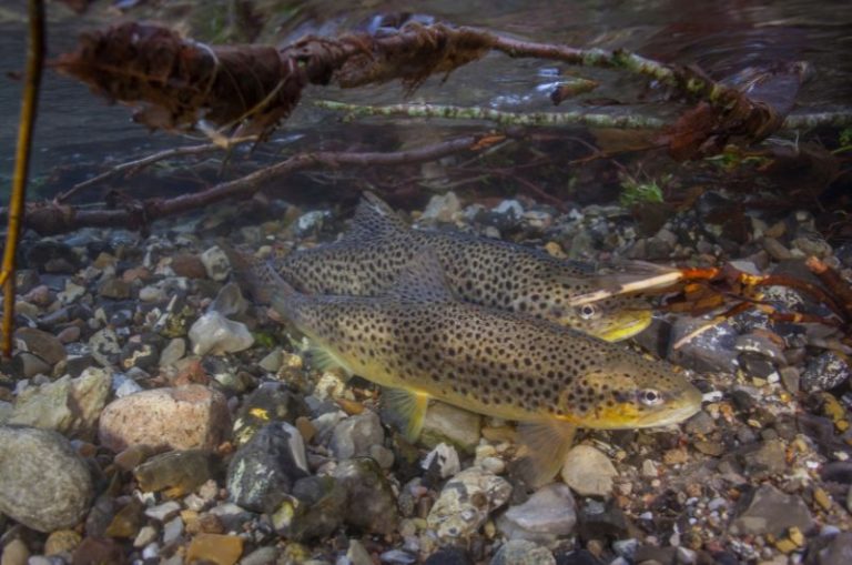 Winter Trout Fishing: Top Tips for the Colder Months
