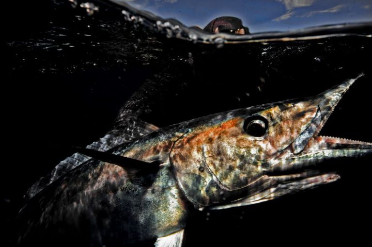 11 Fish With Weird Names: A Funny Fish Species List