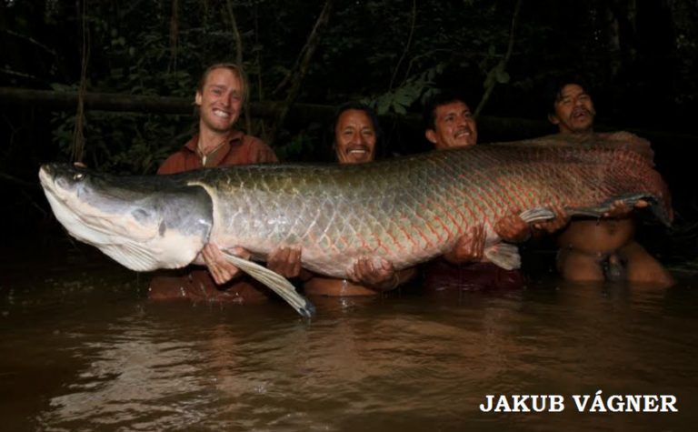 World Record Arapaima: The Biggest Ever Caught
