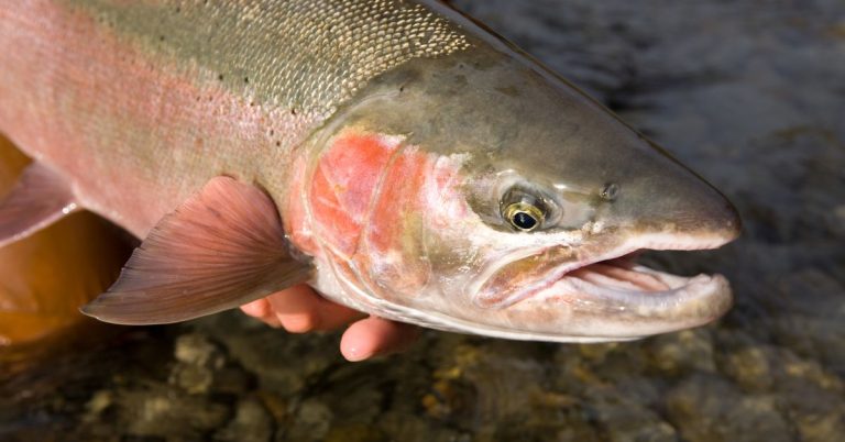 Best Spinners for Steelhead: Our Expert's 8 Top Lures