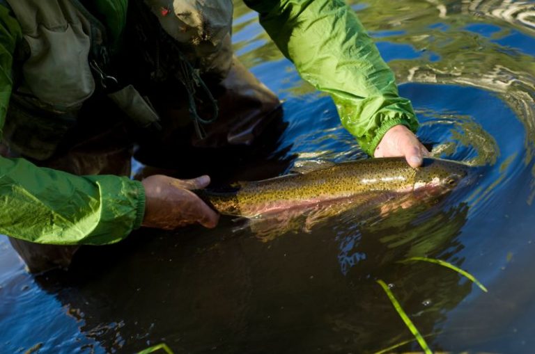 How to Fish a Hopper Fly: 10 Tips for Summer Dry Fly Success – Tackle ...