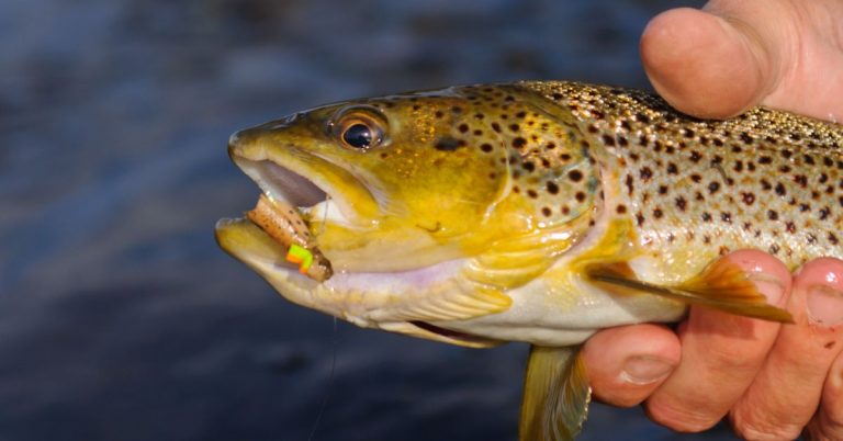 How to Fish a Hopper Fly: 10 Tips for Summer Dry Fly Success – Tackle ...