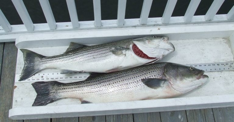 When do Striped Bass Spawn? Season and Locations