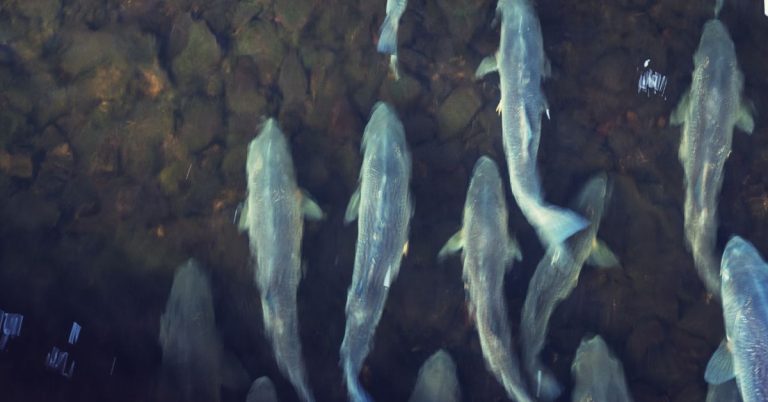 When do Striped Bass Spawn? Season and Locations