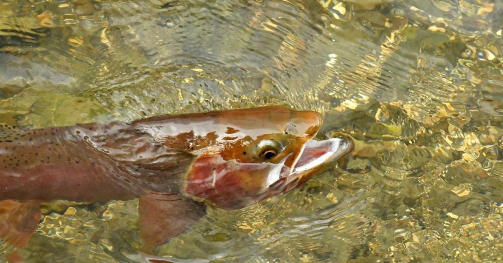 Trout Rise Forms Explained: How to Tell What Fish Are Taking