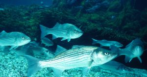 When do Striped Bass Spawn? Season and Locations
