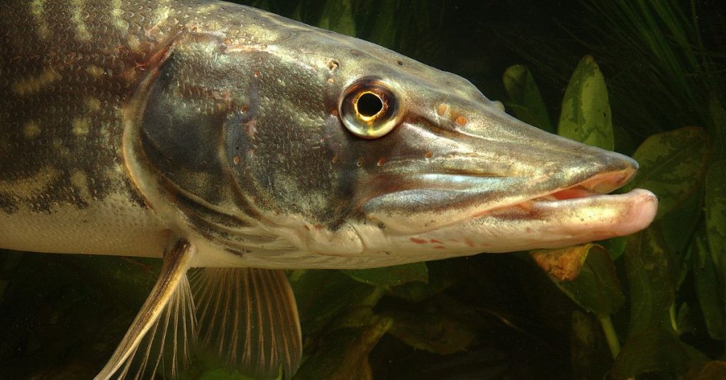 When do Northern Pike Spawn? Time, Season and Locations