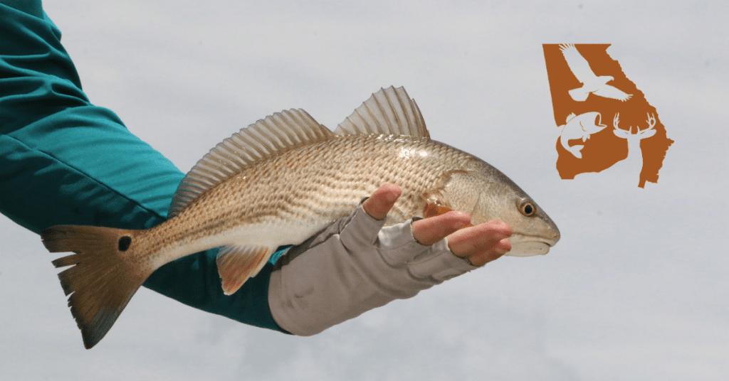 Georgia Fishing: Tips & Locations for Bass Trout & More