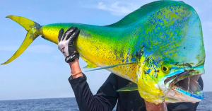 Hawaii Fishing License (2025): Cost, Types & How to Buy