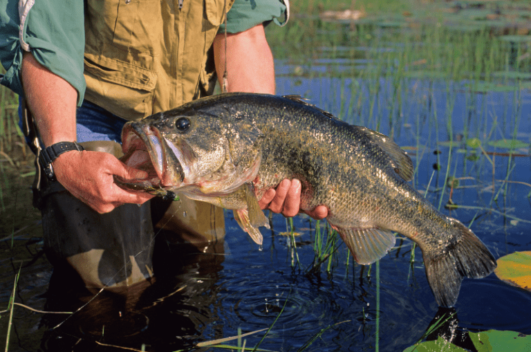 The 16 Best Bass Fishing Lakes and Rivers in Mississippi