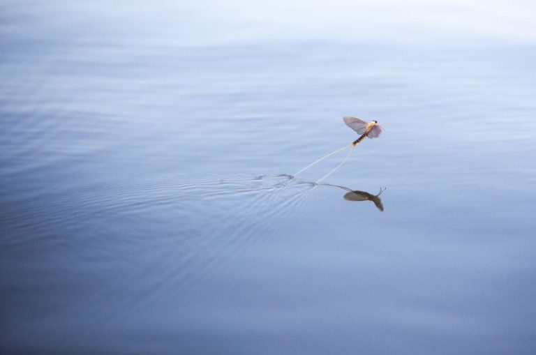 What Does Matching The Hatch Mean in Fly Fishing? – Tackle Village