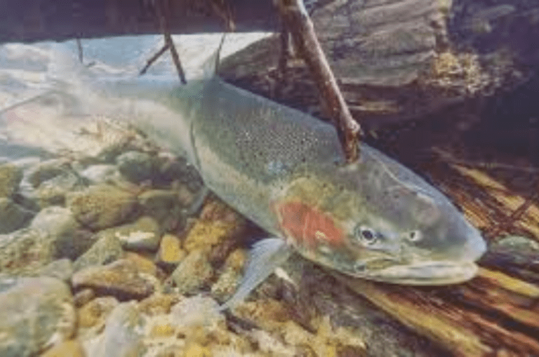 When do Steelhead Spawn: Times, Locations and Conditions
