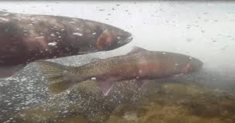 When do Steelhead Spawn: Times, Locations and Conditions